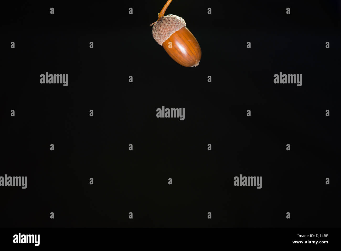 Black oak acorn hi-res stock photography and images - Alamy