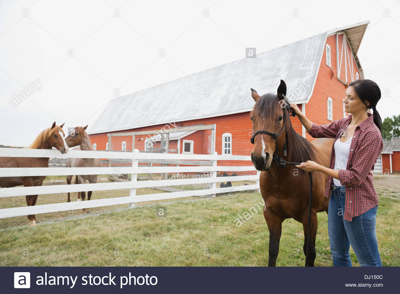 Brushing horse hi-res stock photography and images - Alamy