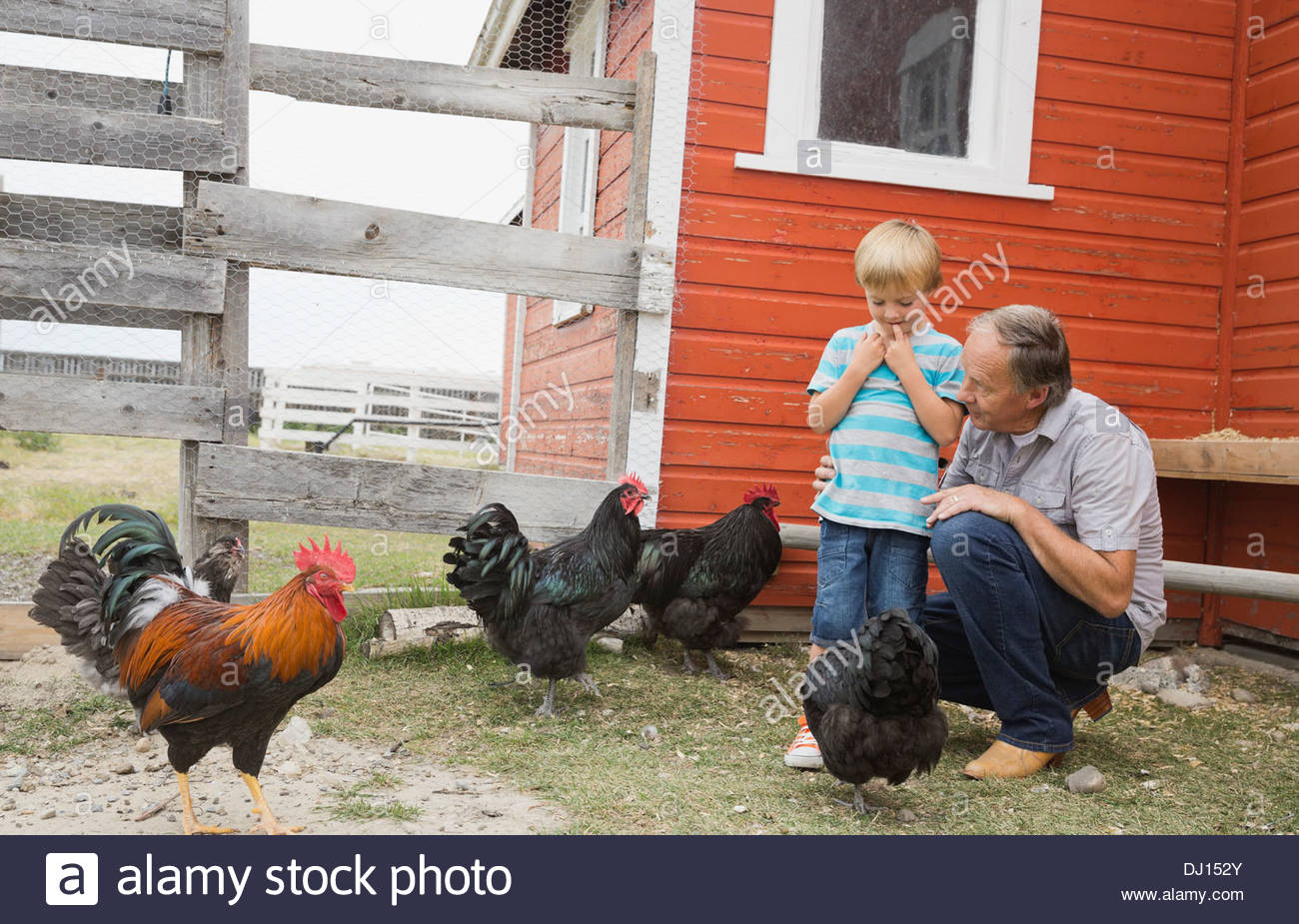 Crouching chicken hi-res stock photography and images - Alamy