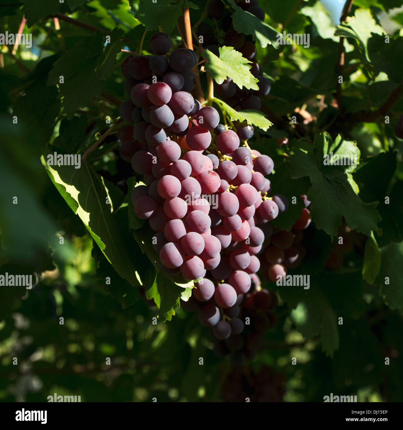 Closeups cluster hi-res stock photography and images - Alamy