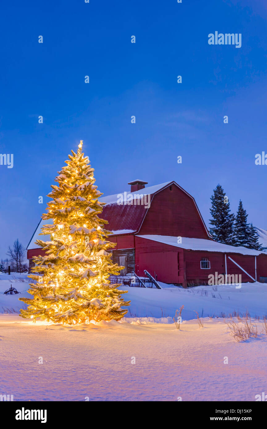 Lit Christmas Tree In A Snow Covered Field Standing In Front Of A ...