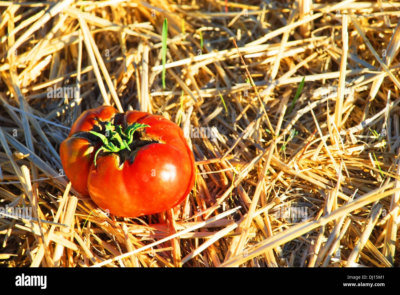 Tomato pips hi-res stock photography and images - Alamy