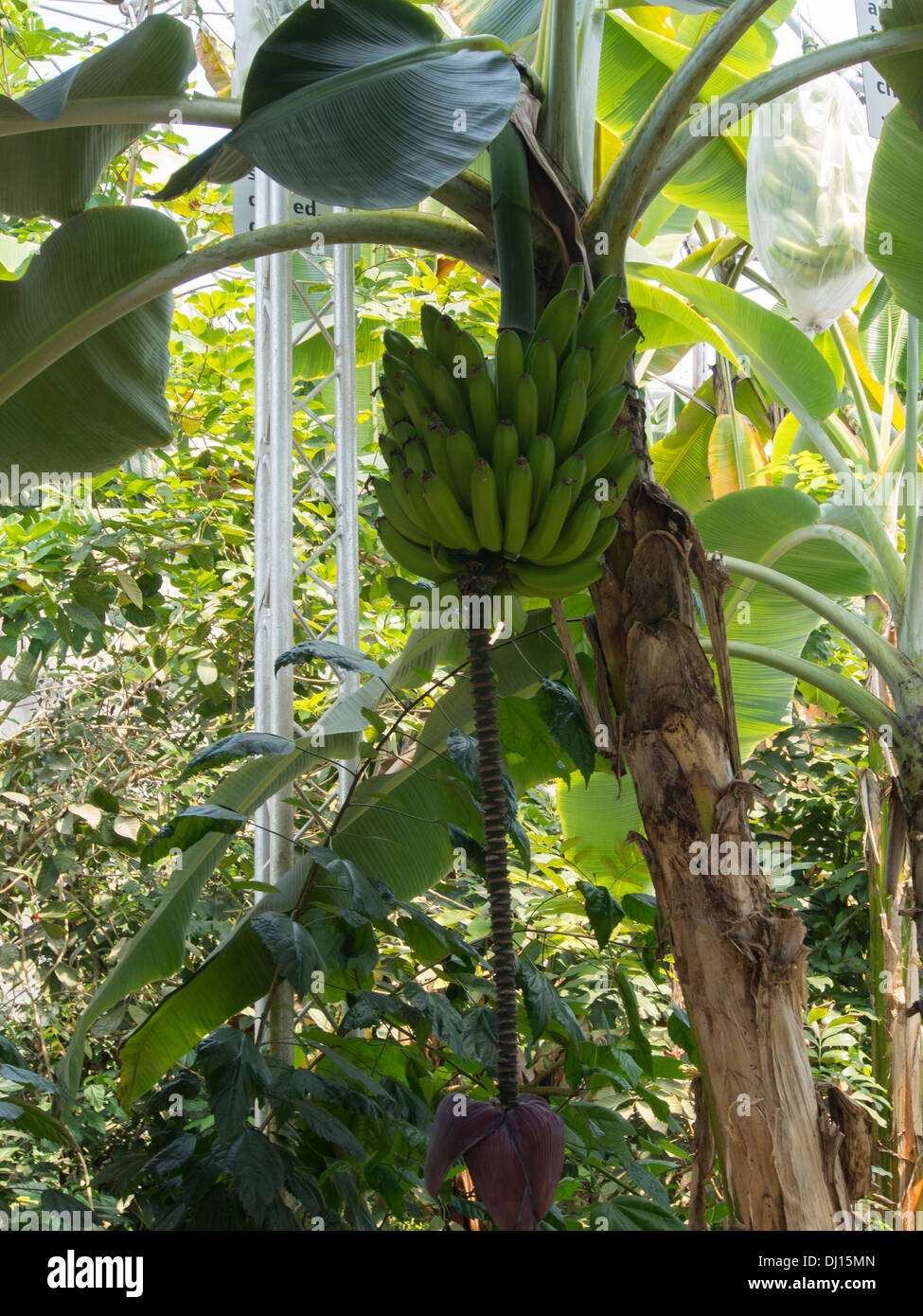 Banannas hi-res stock photography and images - Alamy