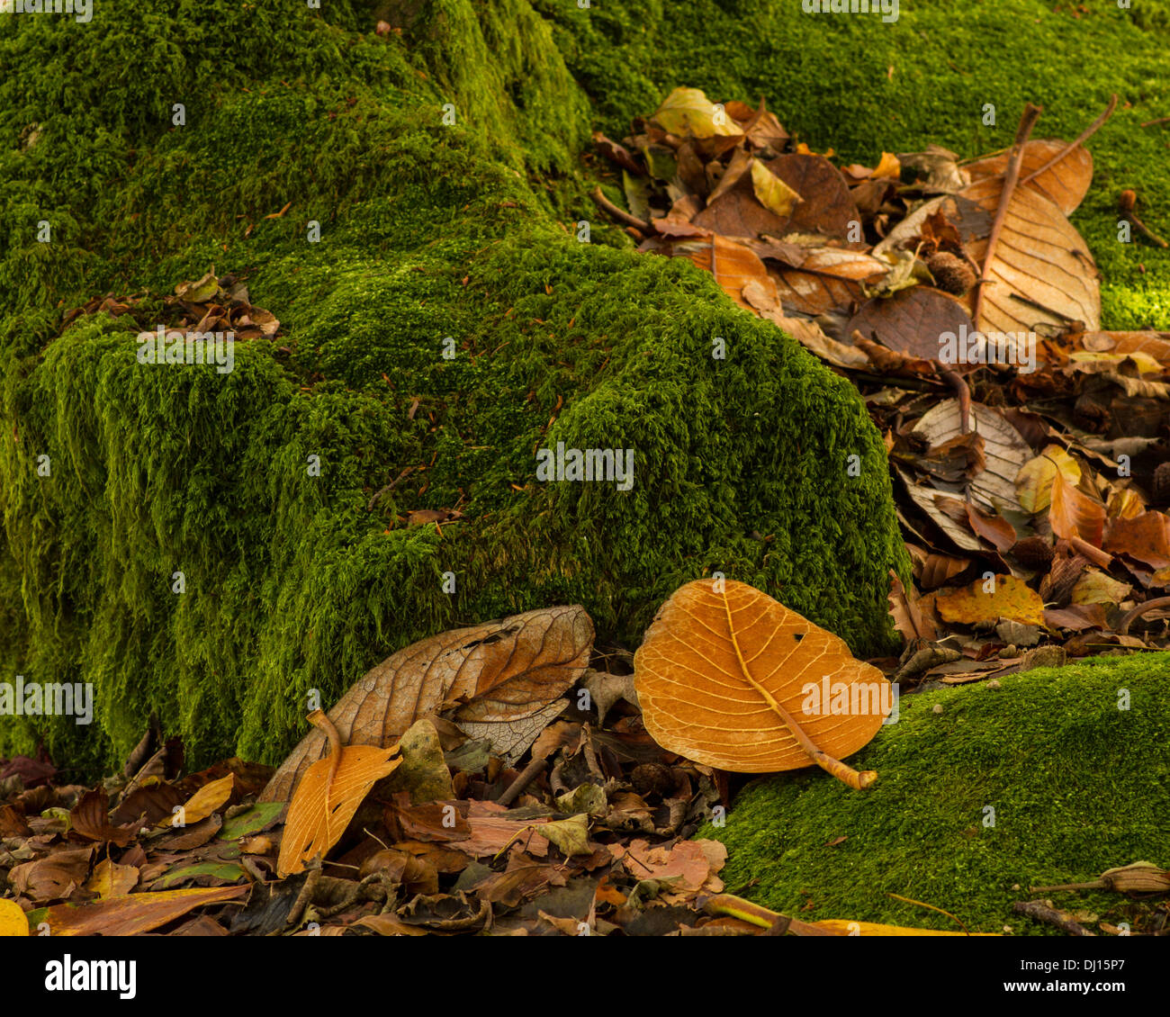 Golden moss hi-res stock photography and images - Alamy