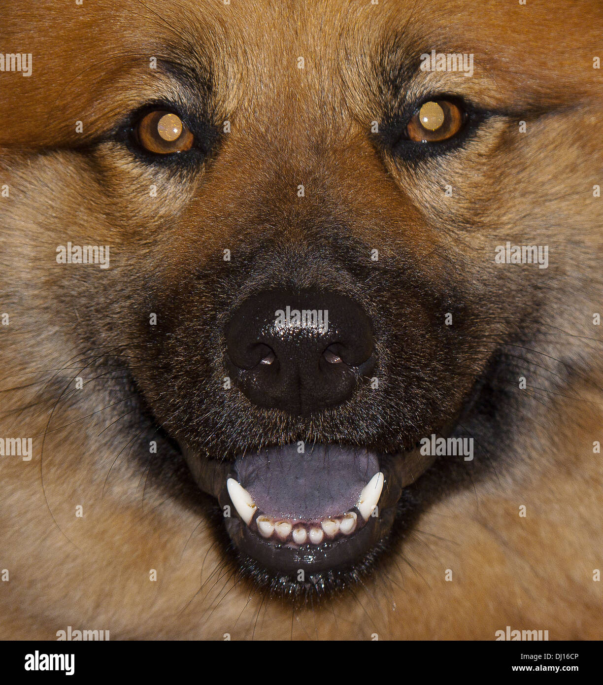 Dog staring at eyes hi-res stock photography and images - Alamy