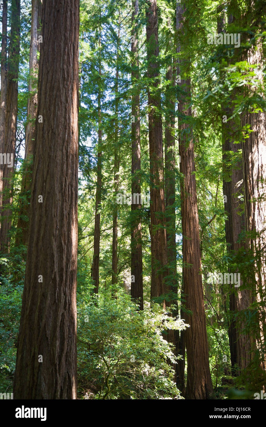 Redwoods In Muir Woods National Monument; Marin County, California, Usa ...