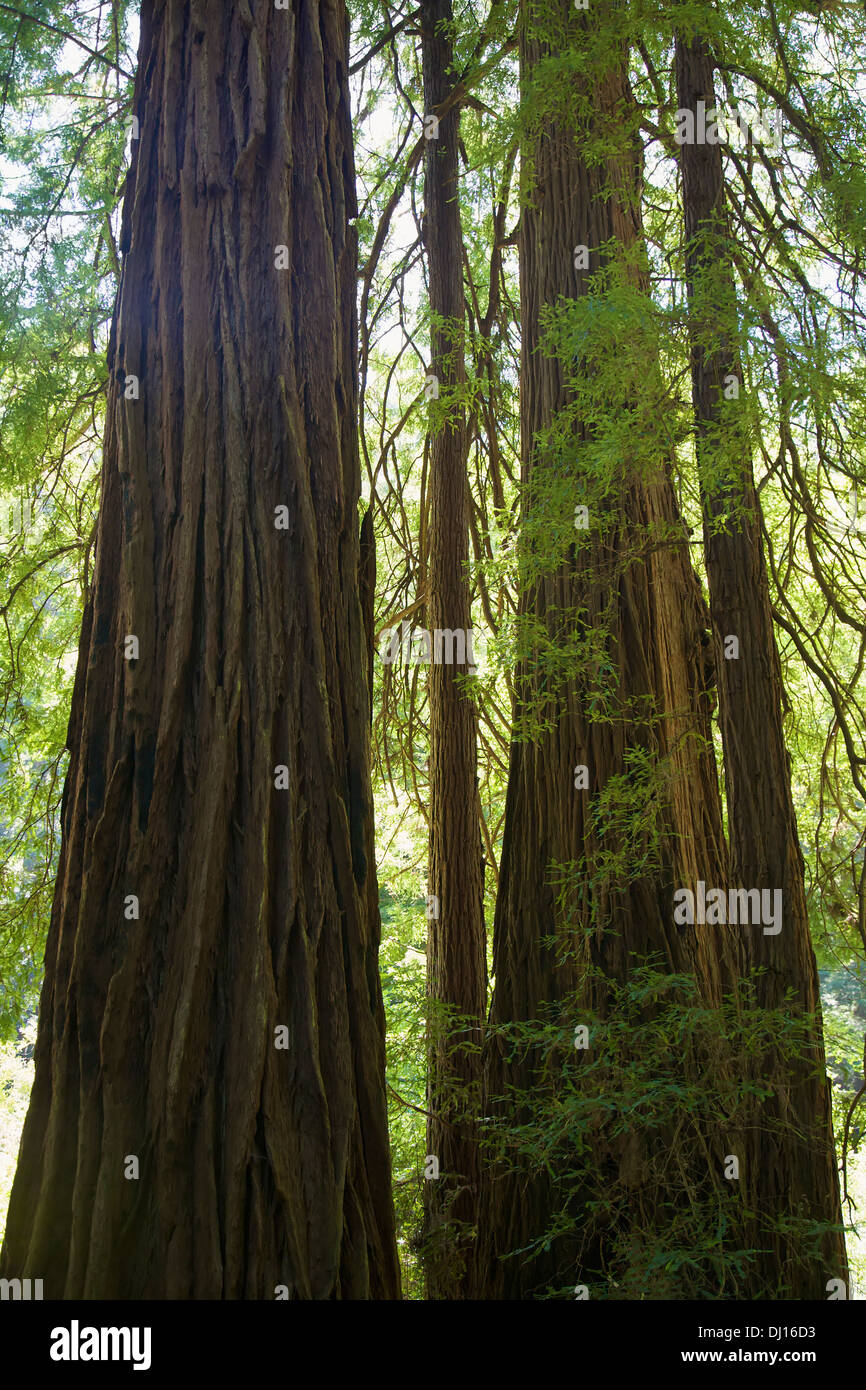 Redwoods In Muir Woods National Monument; Marin County, California, Usa ...