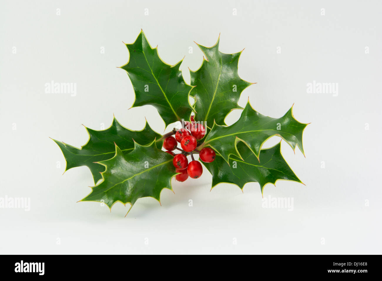 Sprig holly hi-res stock photography and images - Alamy