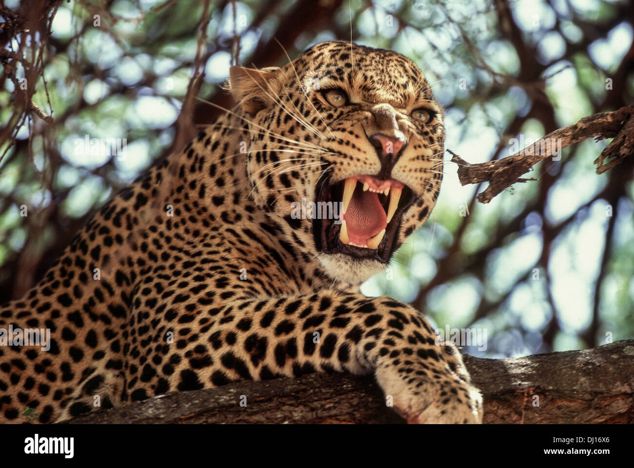 Leopard fauchend leopard panthera pardus hi-res stock photography and ...
