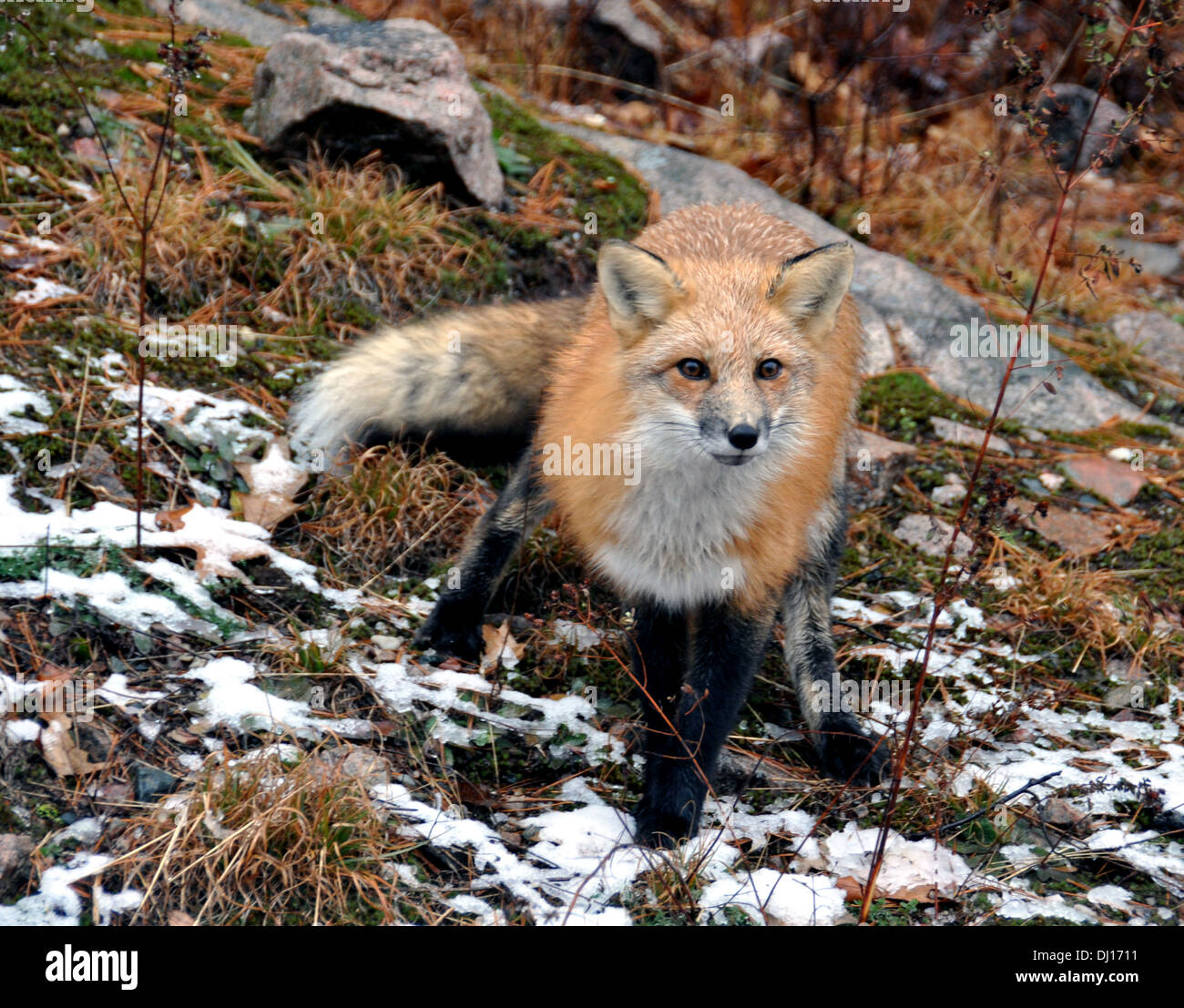 Wild red fox in Northern Ontario Canada Stock Photo - Alamy