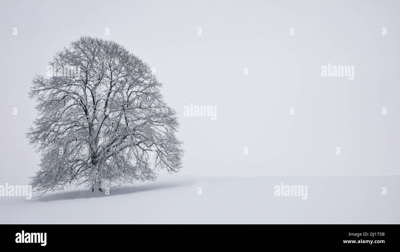 Lone tree in a snow scene hi-res stock photography and images - Alamy