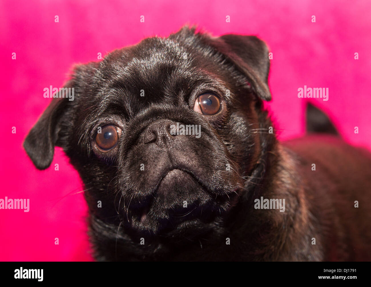 black pug puppy staring Stock Photo - Alamy