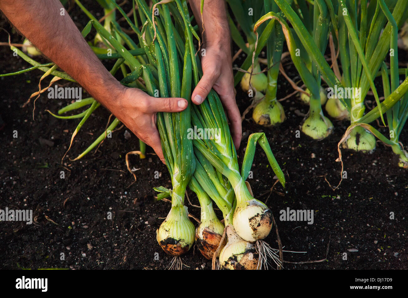 Hands Holding Freshly Harvested Onions; Halifax, Nova Scotia, Canada ...