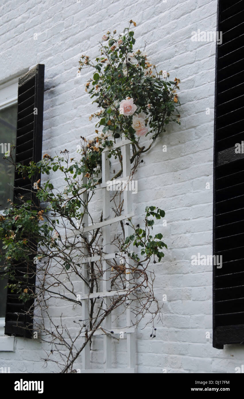 Climbing rose house hi-res stock photography and images - Alamy
