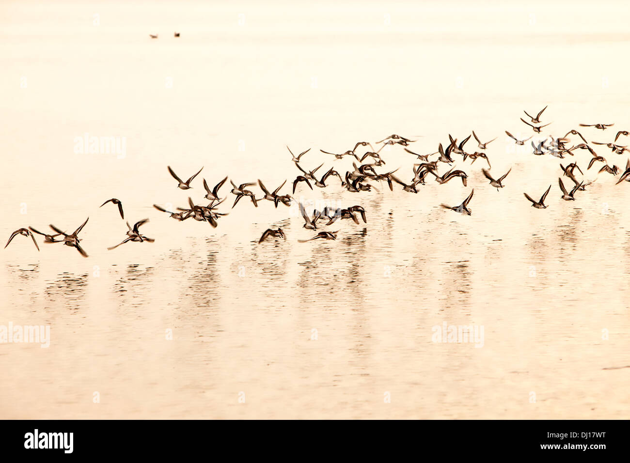 Flock of Sea Gulls over water Stock Photo - Alamy