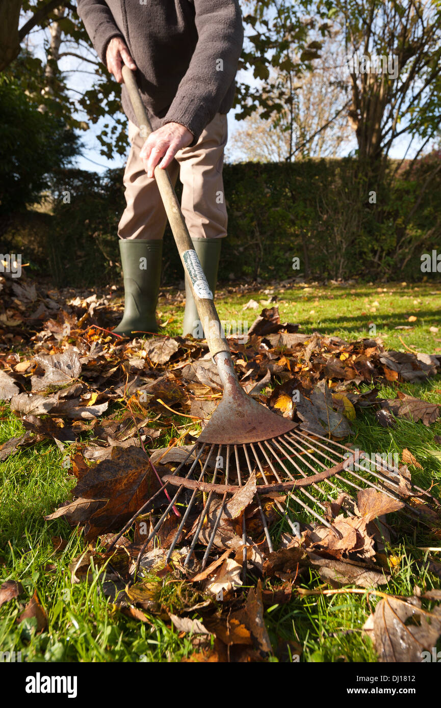 warmly dressed gentleman raking up leaves with a wooden garden rake in ...