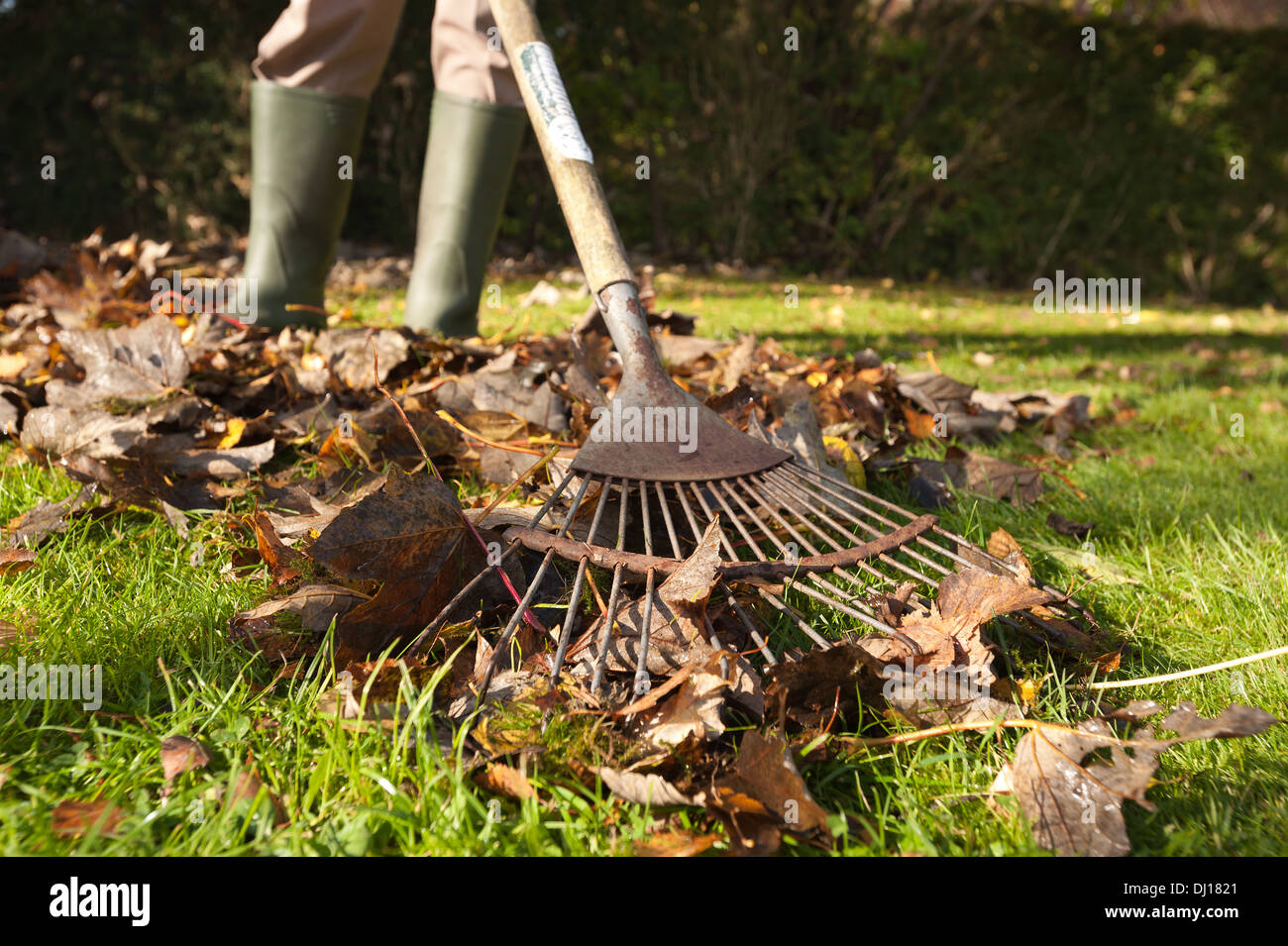 warmly dressed gentleman raking up leaves with a wooden garden rake in ...