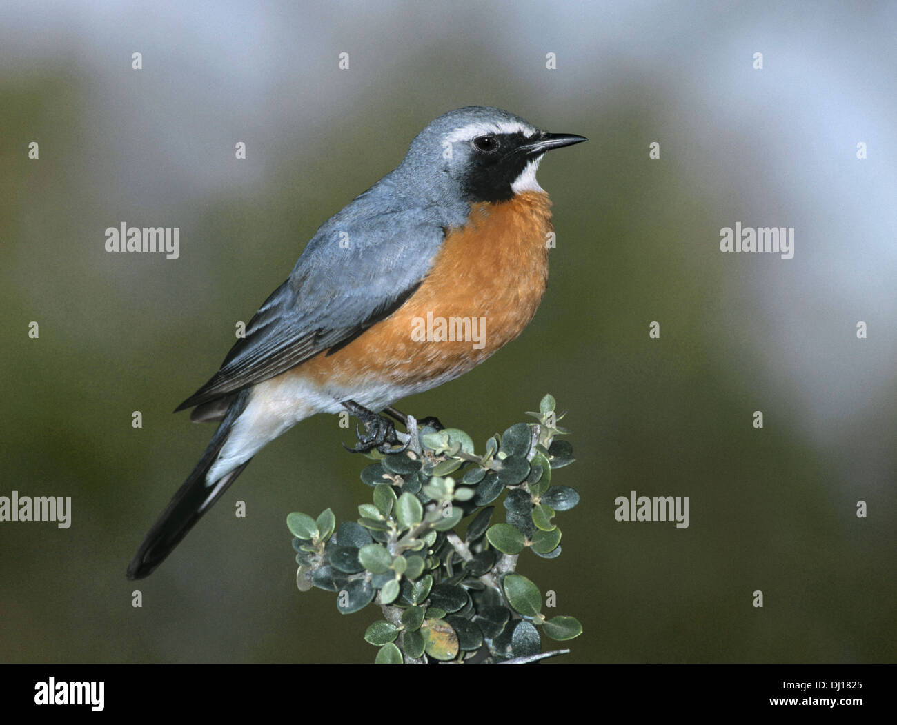 Asian robin hi-res stock photography and images - Alamy