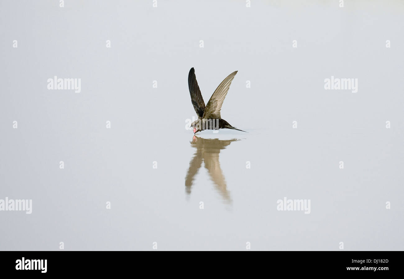 Plain swift bird hi-res stock photography and images - Alamy