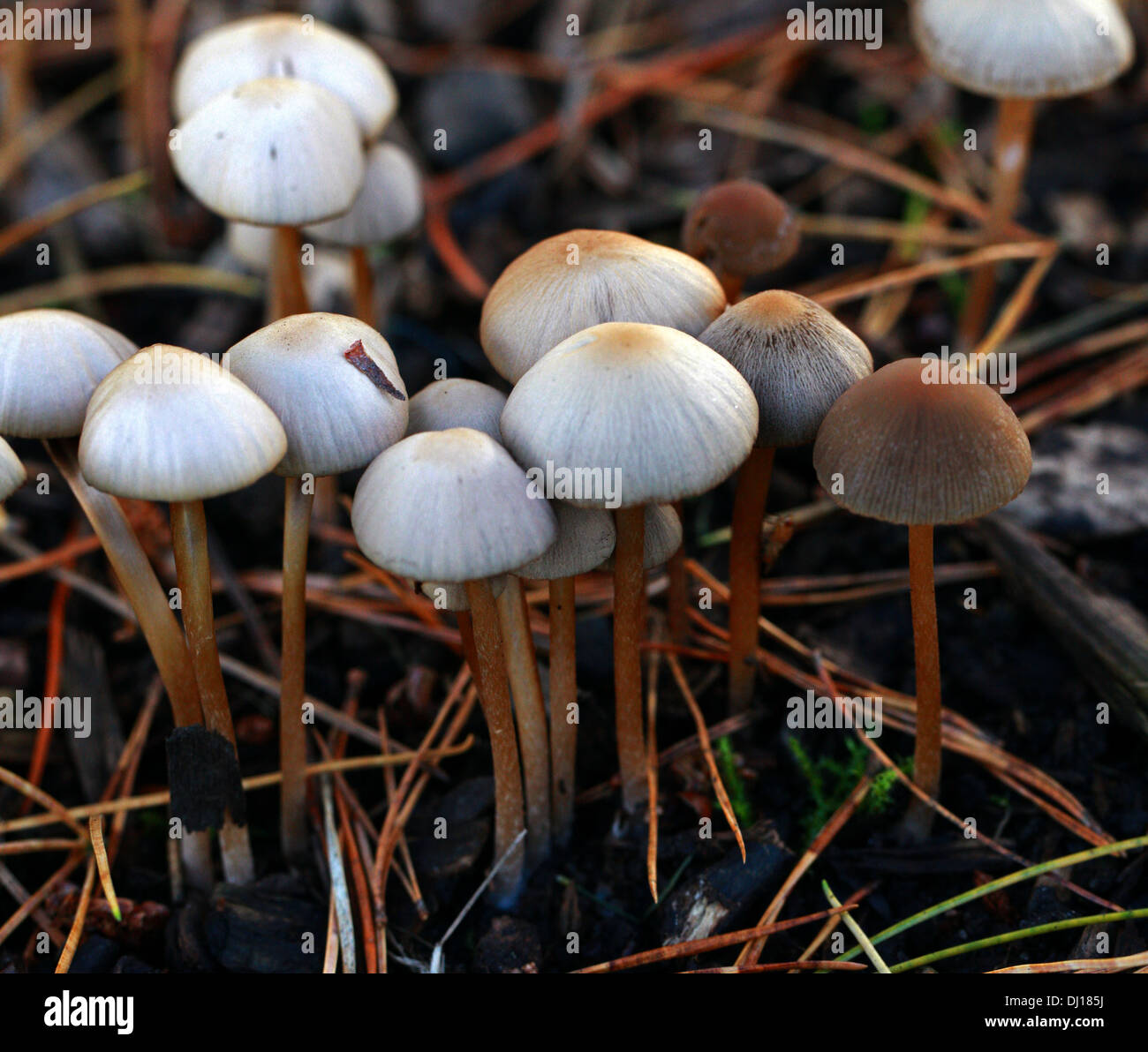 Reddish-spotted Mycena Mushrooms, Mycena maculata, Mycenaceae. Growing ...