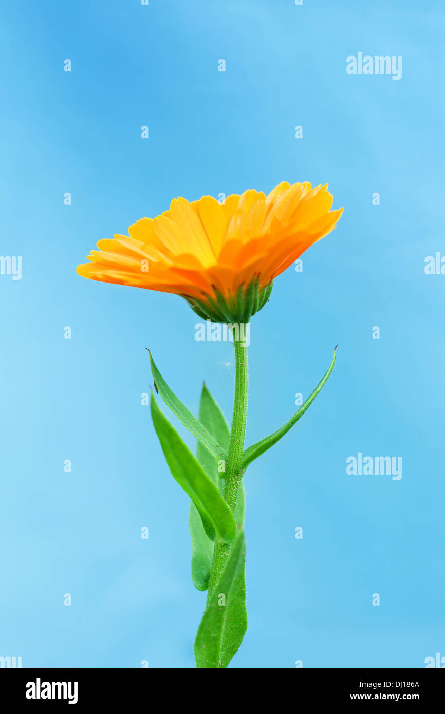 Open Calendula Officinalis isolated on blue background Stock Photo - Alamy