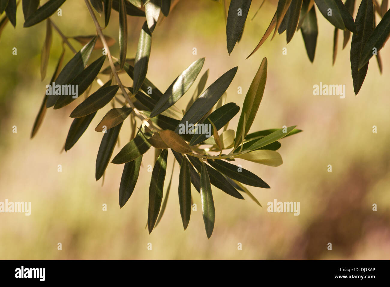 Olive tree (Olea europaea) branch and leaves Stock Photo - Alamy