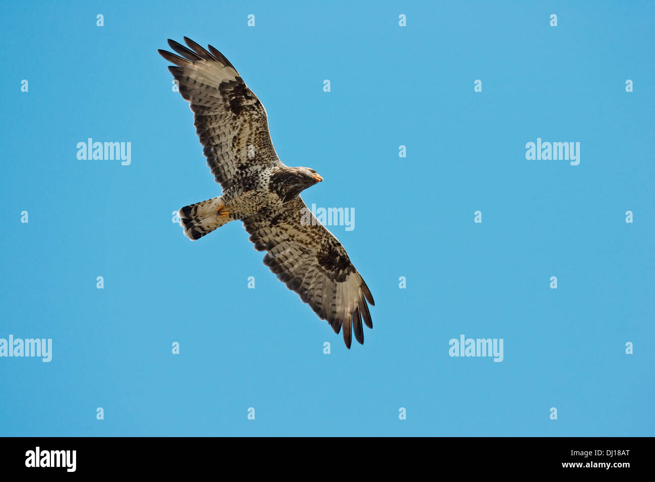 Rough legged buzzard hi-res stock photography and images - Alamy
