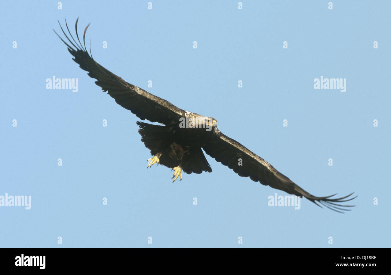 Eastern Imperial Eagle - Aqulla heliaca Stock Photo - Alamy