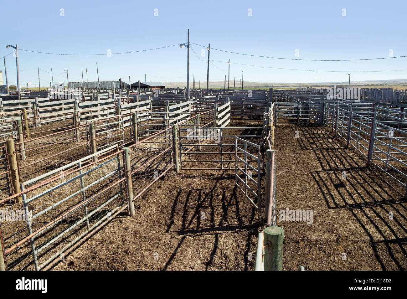 Pens Used For Herding Cattle For Auction; Alberta, Canada Stock Photo ...