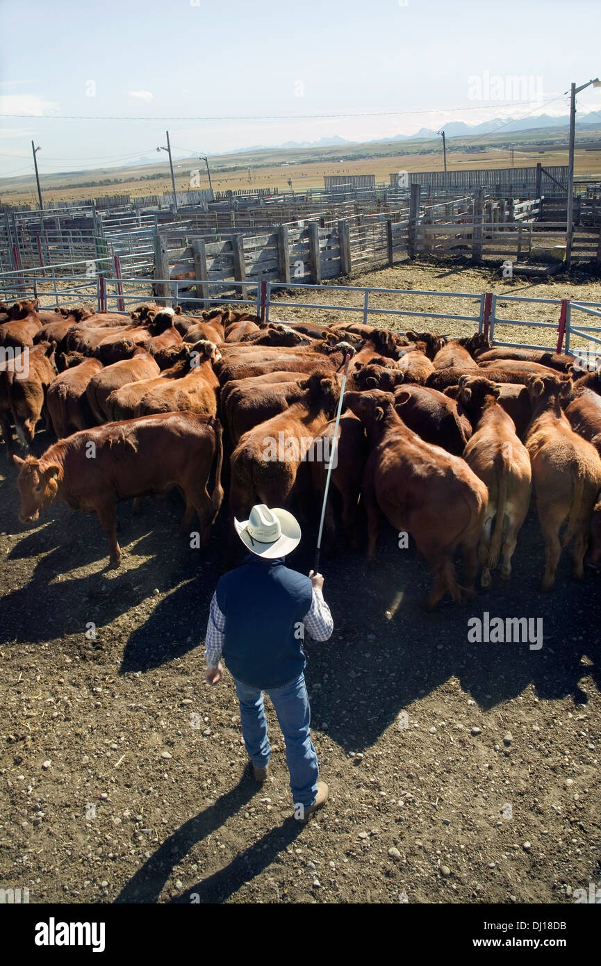 Cowboy with cattle hi-res stock photography and images - Alamy