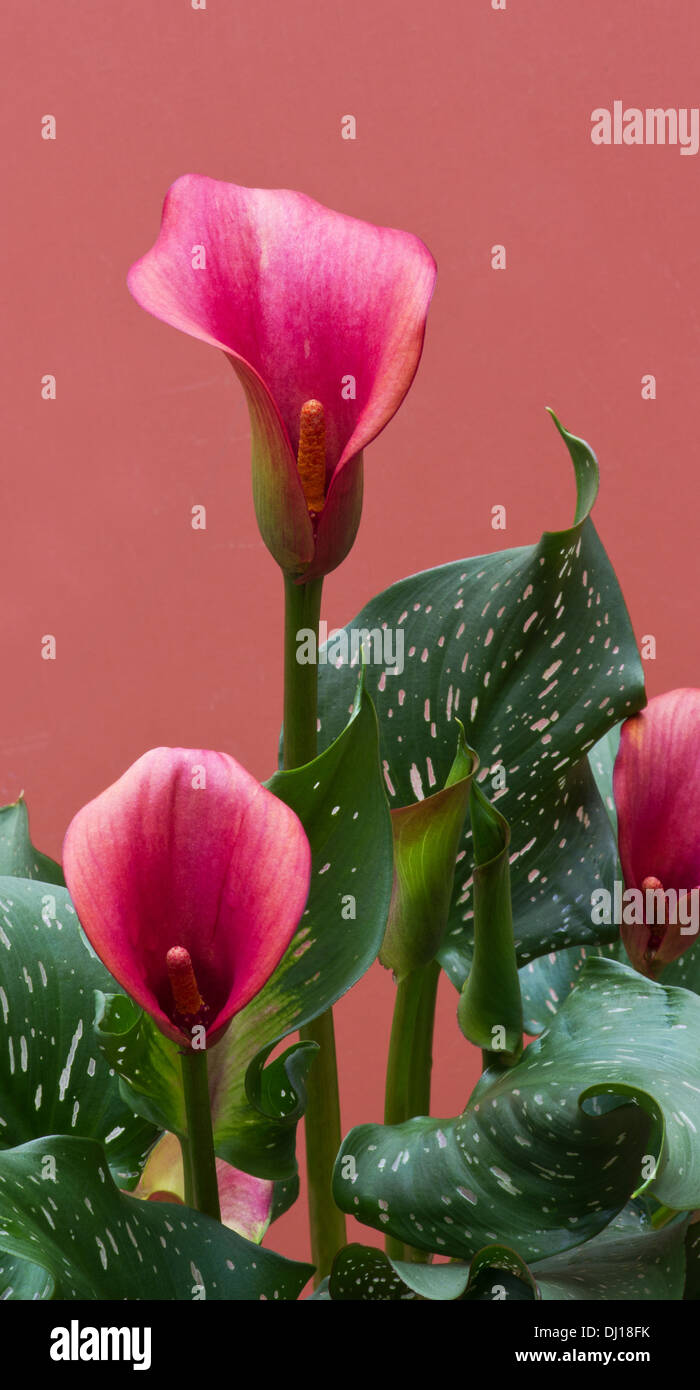 Red Arum Lily (Zantedeschia aethiopica) plant and flowers on colorful ...