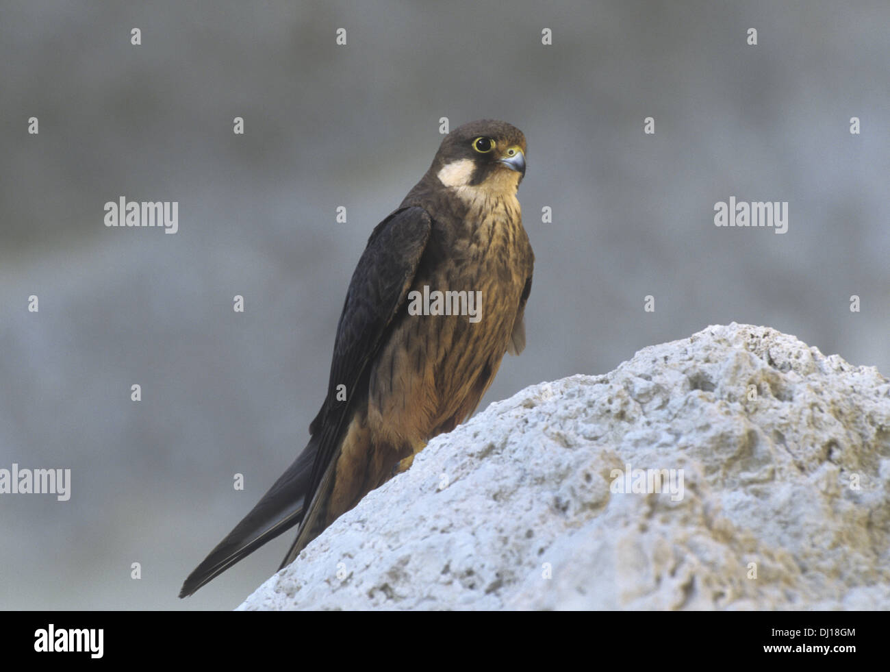 Eleonora's Falcon - Falco eleonorae Stock Photo - Alamy