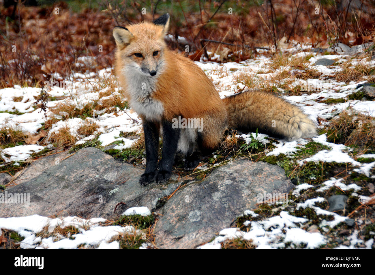 Northern ontario wild fox hi-res stock photography and images - Alamy