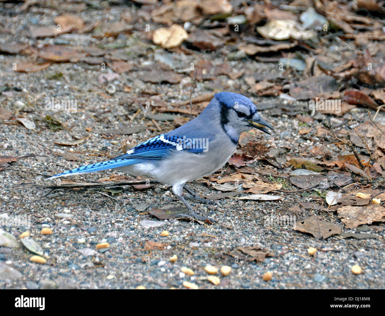 Seed In The Beak High Resolution Stock Photography and Images - Alamy
