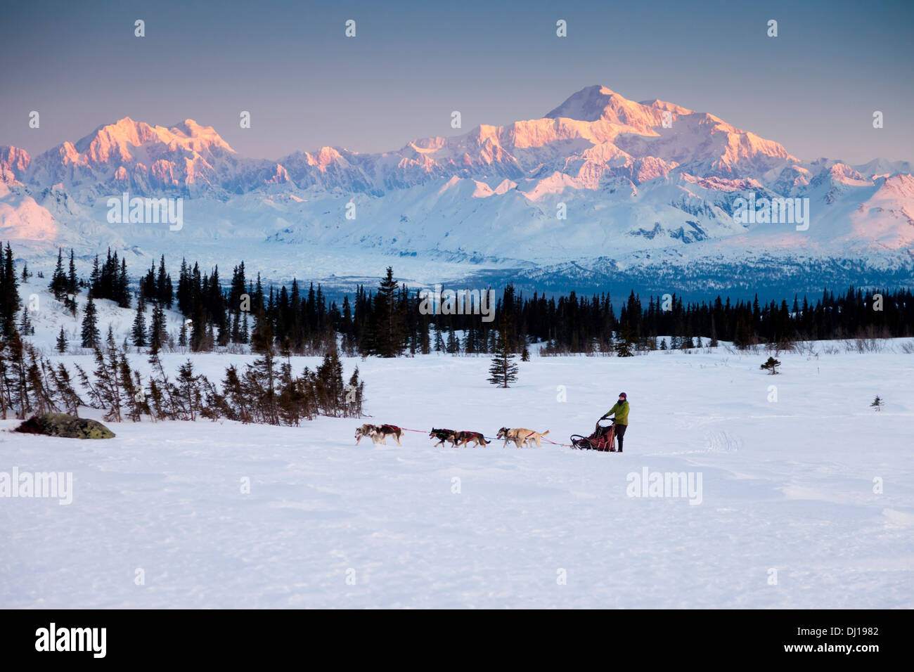 Siberian Husky Specialty Show by RoseWoodEstate on DeviantArt