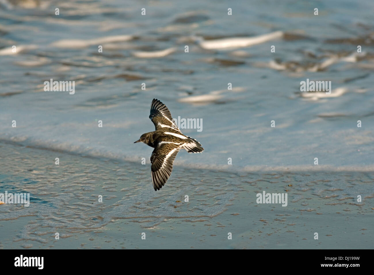 Turnstones in flight hi-res stock photography and images - Alamy