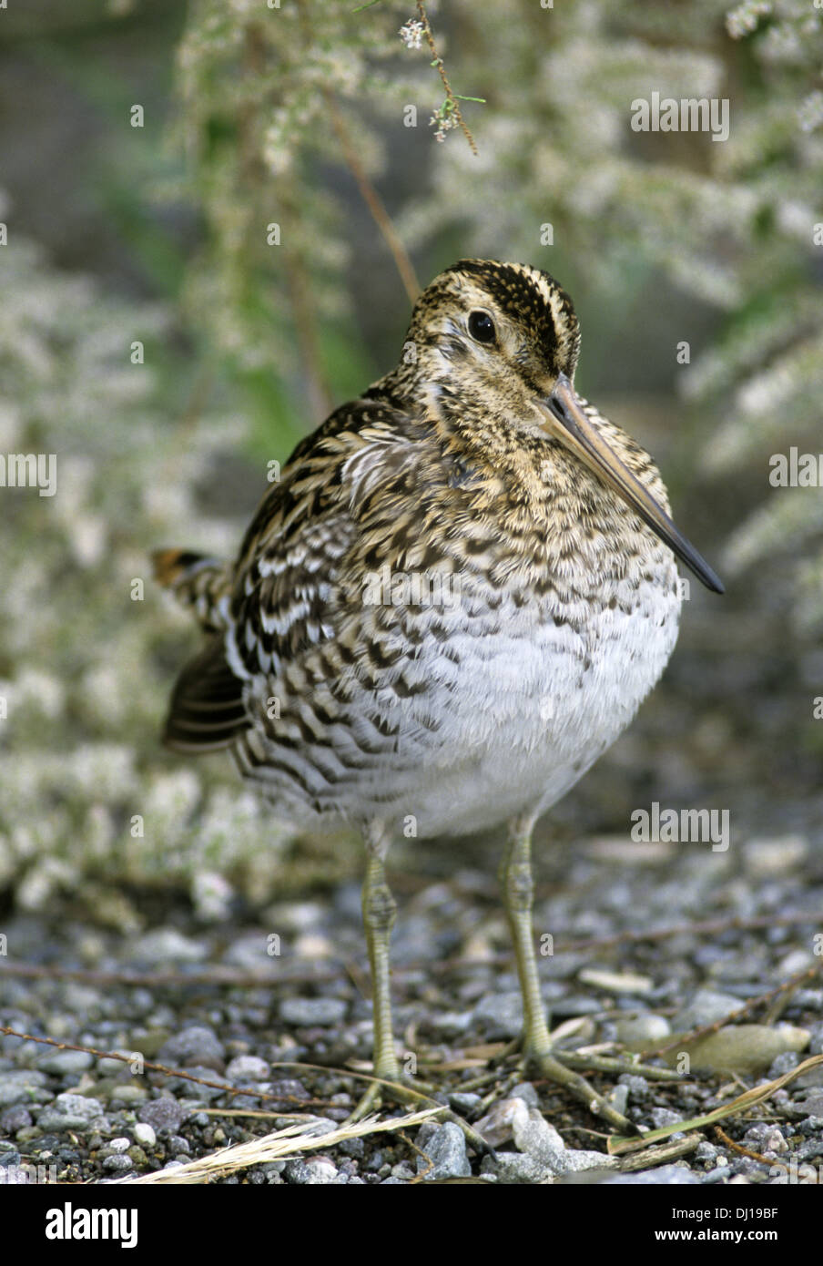 Great snipe africa hi-res stock photography and images - Alamy
