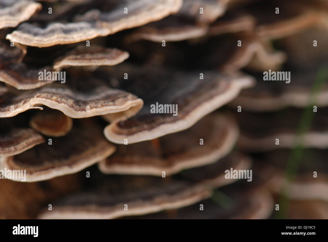 Perfect fungi hi-res stock photography and images - Alamy