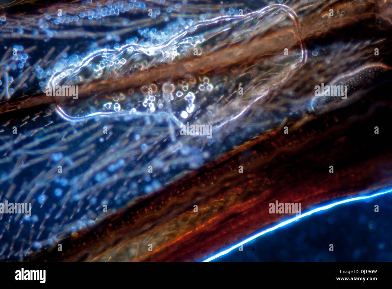 Image through a microscope of a bees wing in dark field, showing a ...