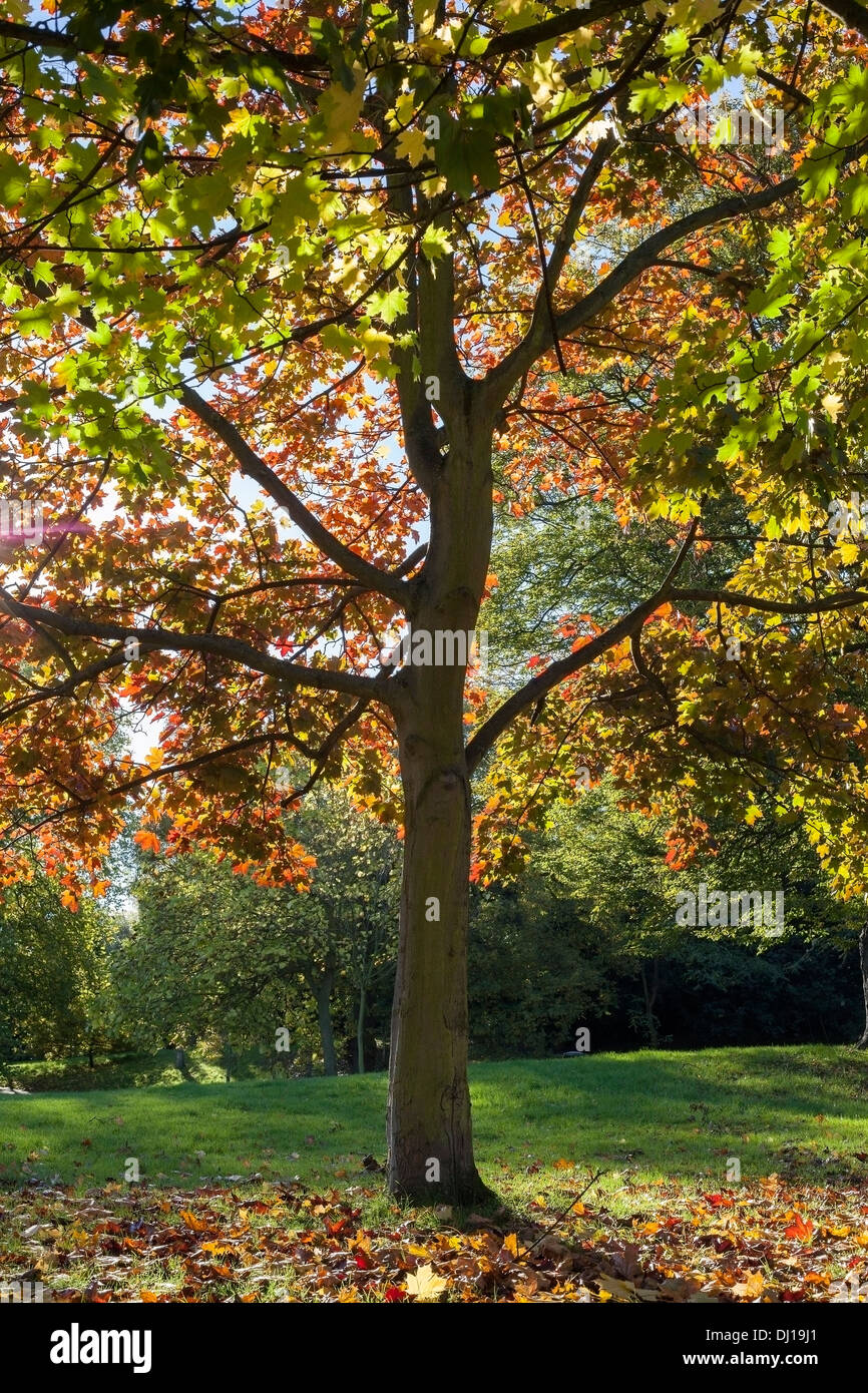 Colorful Maple tree in Autumn lit up by the sun Stock Photo - Alamy