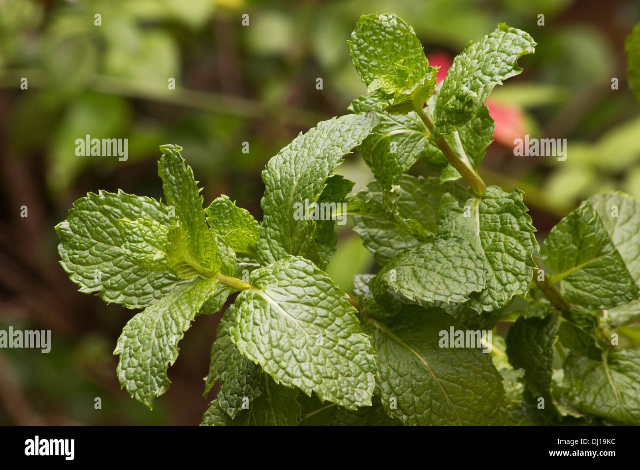 Mint plant hi-res stock photography and images - Alamy