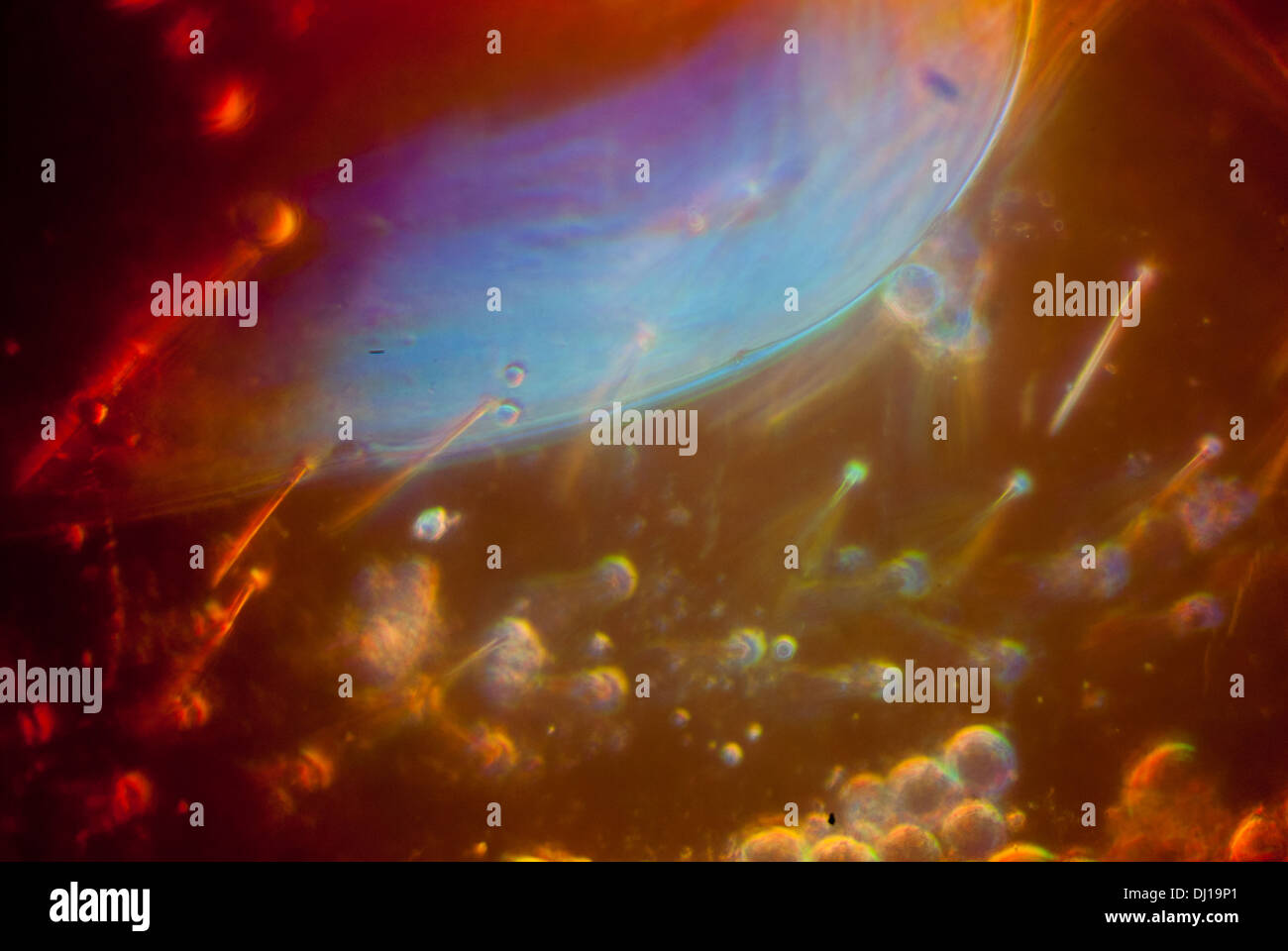 Abstract image of a bee's wing at 20x using darkfield; showing a water ...