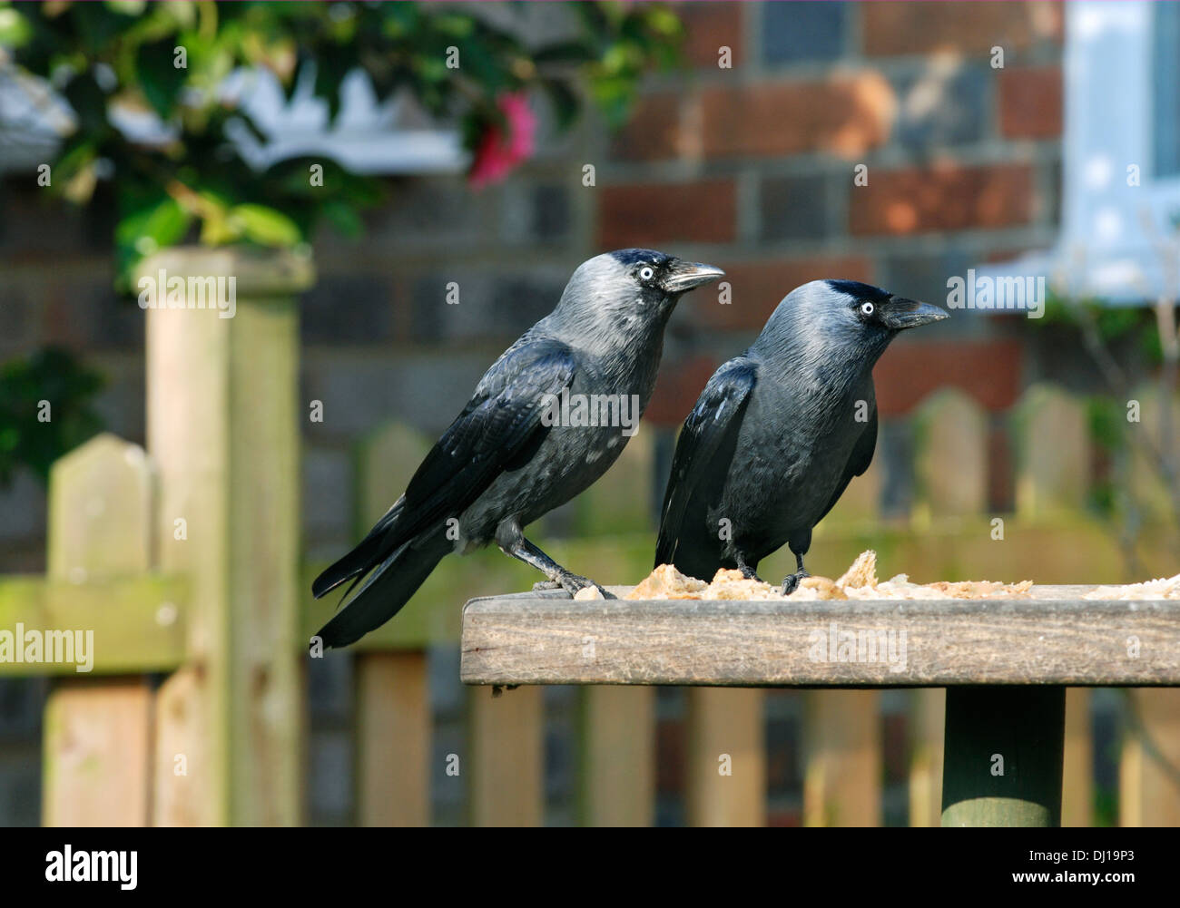 Jackdaw Corvus monedula Stock Photo - Alamy