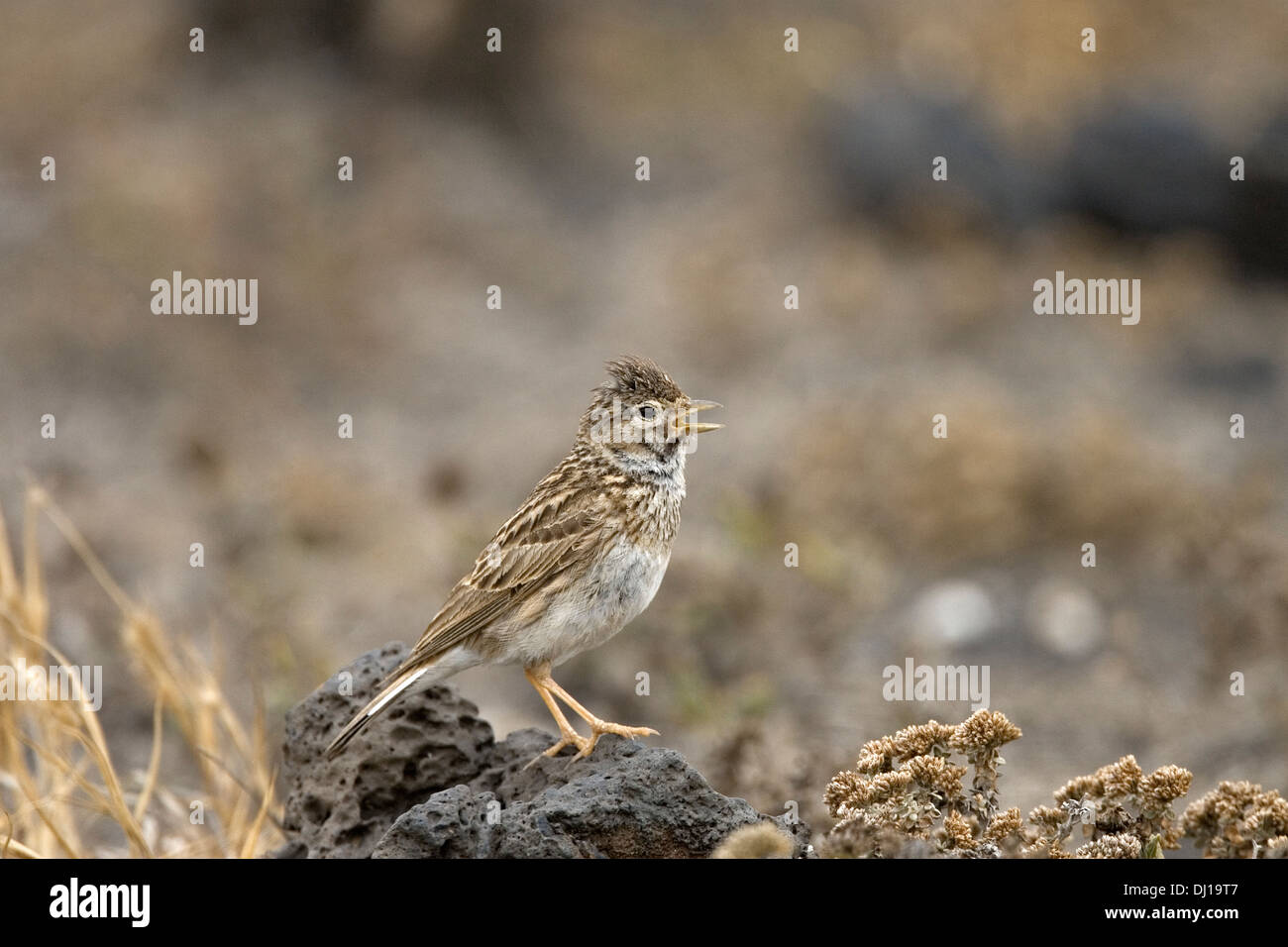 Lesser Short-toed Lark - Calandrella rufescens Stock Photo - Alamy