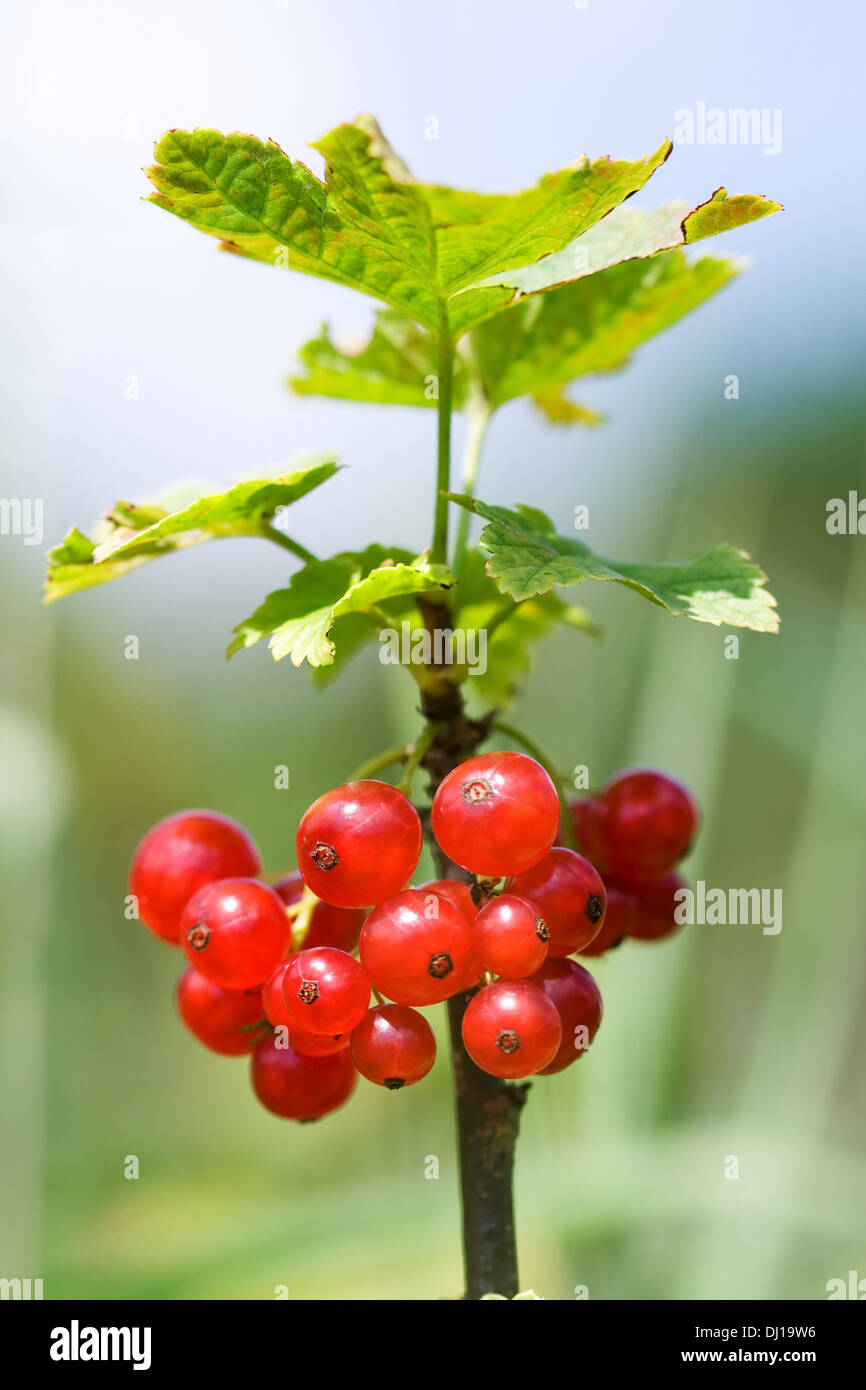 Ripe red currant cluster and leaves [Ribes rubrum] Stock Photo - Alamy
