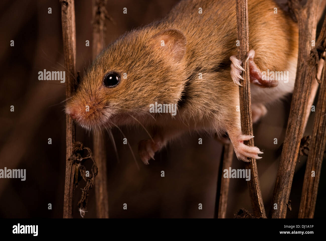 A field mouse (Apodemus sylvaticus) taken with studio lighting at the ...