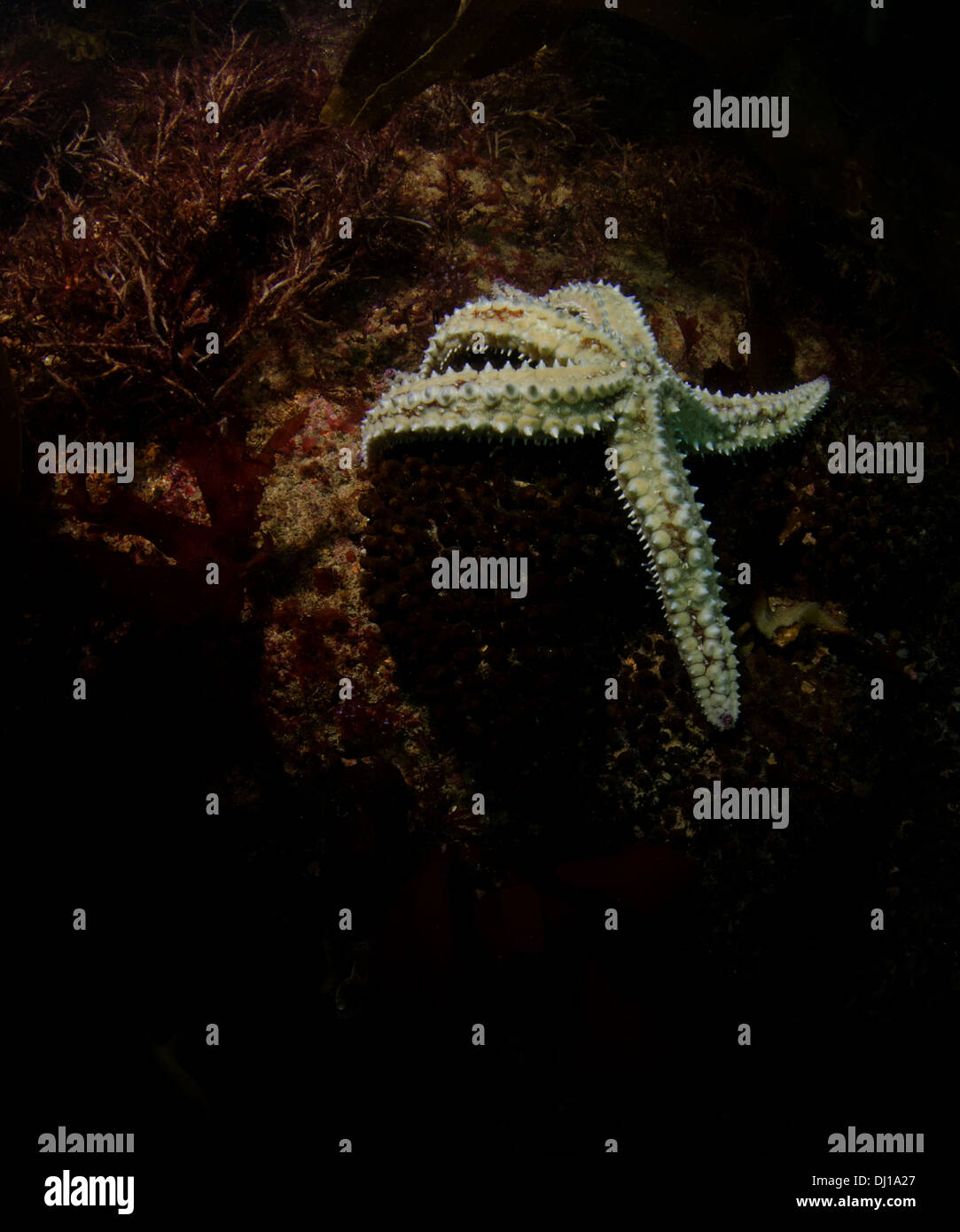 Spiny starfish (Marthasterias glacialis) sitting on a rock, deep, dark ...