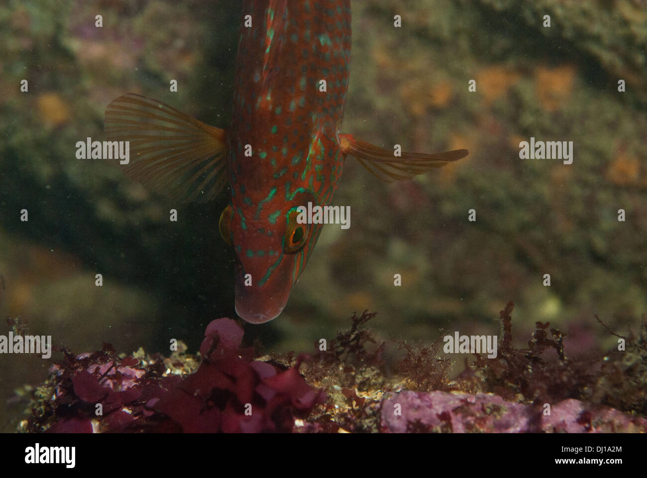 Corkwing wrasse (Crenilabrus melops) feeding underwater; Cornwall Stock ...