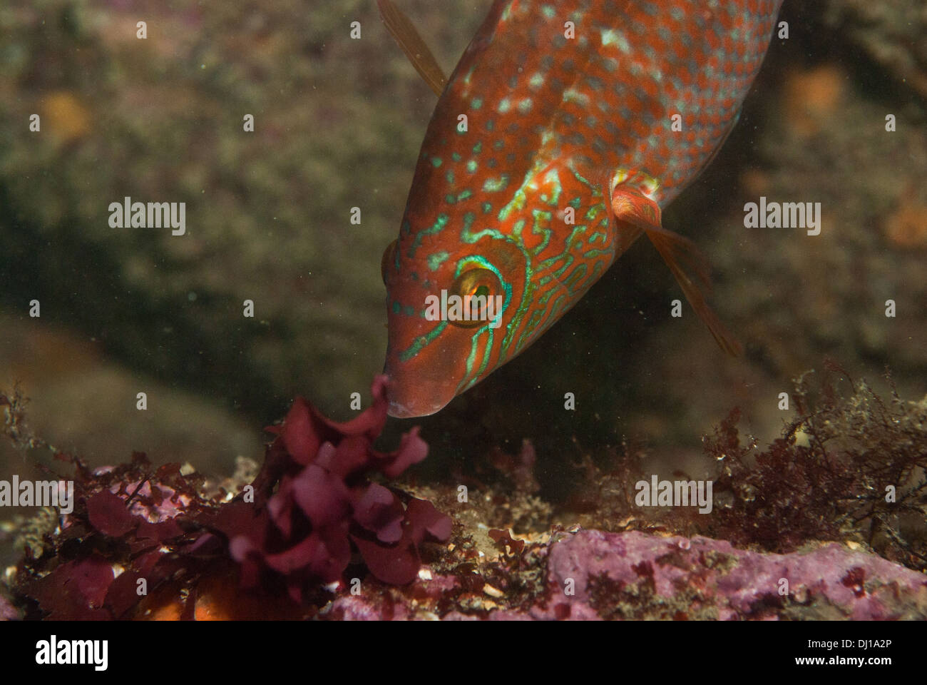 Corkwing wrasse (Crenilabrus melops) feeding underwater; Cornwall Stock ...