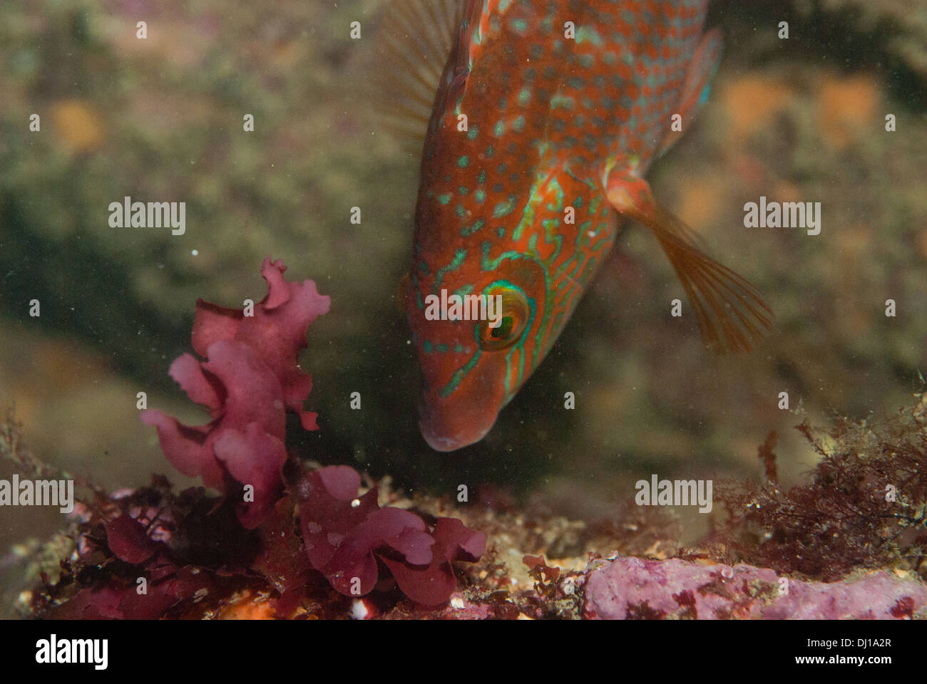 Corkwing wrasse (Crenilabrus melops) feeding underwater; Cornwall Stock ...